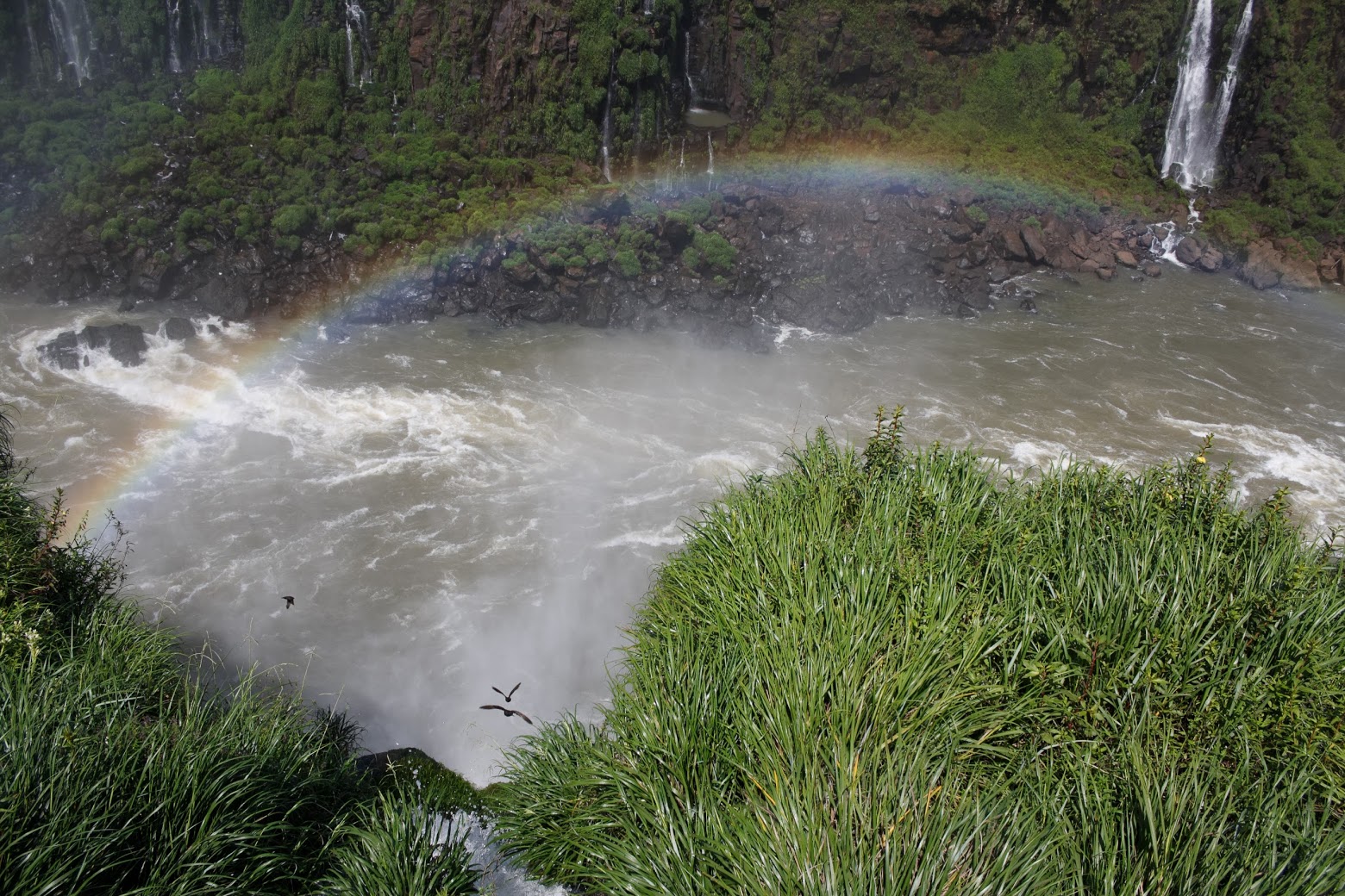Regenbogenvögel | David Scherfgen